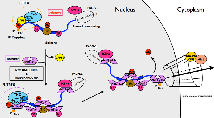 model for THO TREX function 03