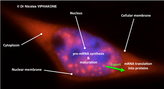 cellule annotée