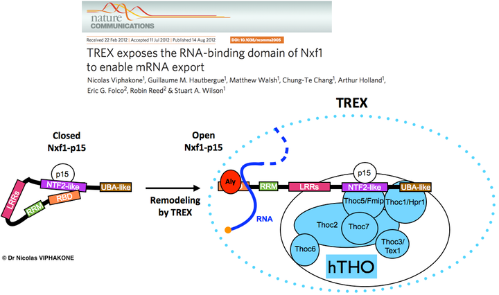 model for TREX function