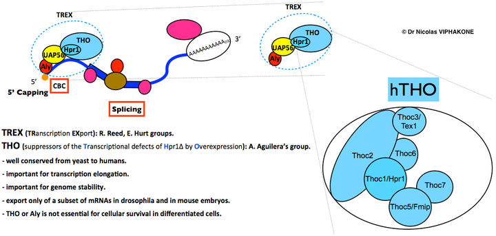 THO-TREX organization